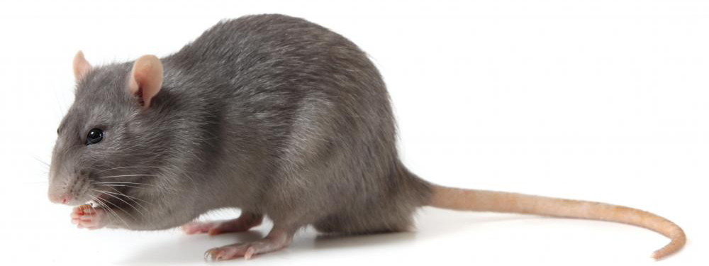 grey-rat - Nuts and Bolts Training